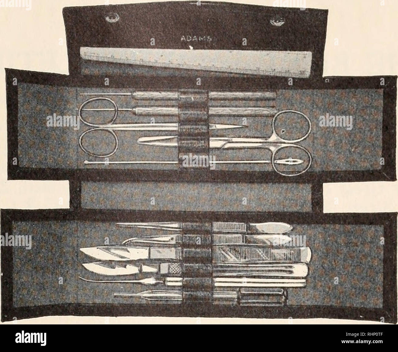Dissecting insect hi-res stock photography and images - Alamy