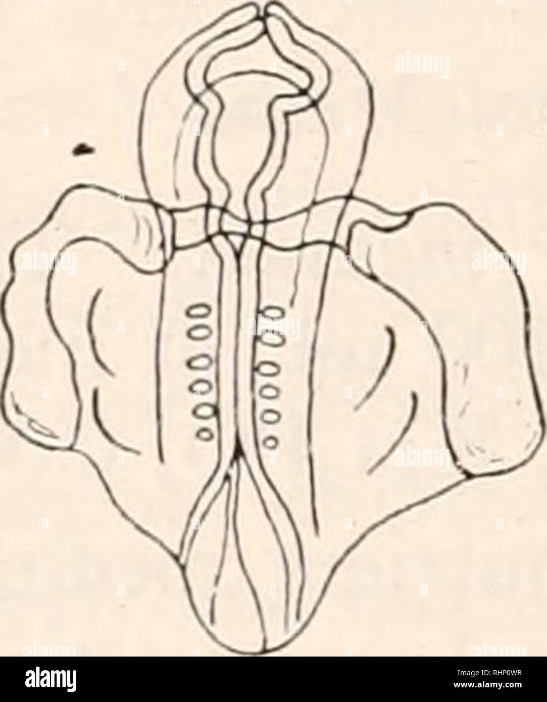 . The Biological bulletin. Biology; Zoology; Biology; Marine Biology ...