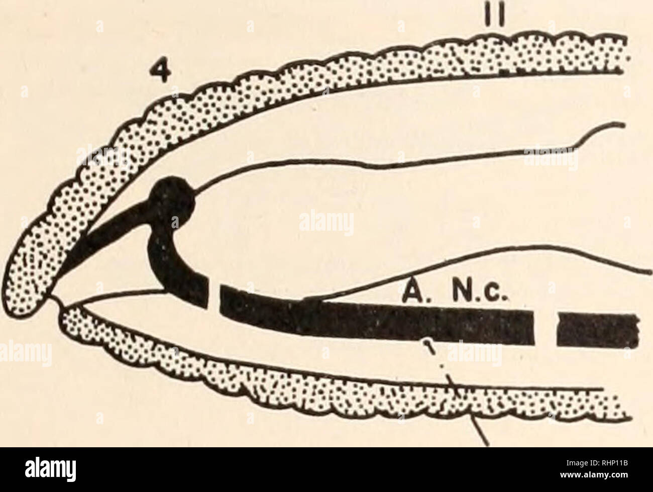 Cellular biology wound healing hi-res stock photography and images - Alamy