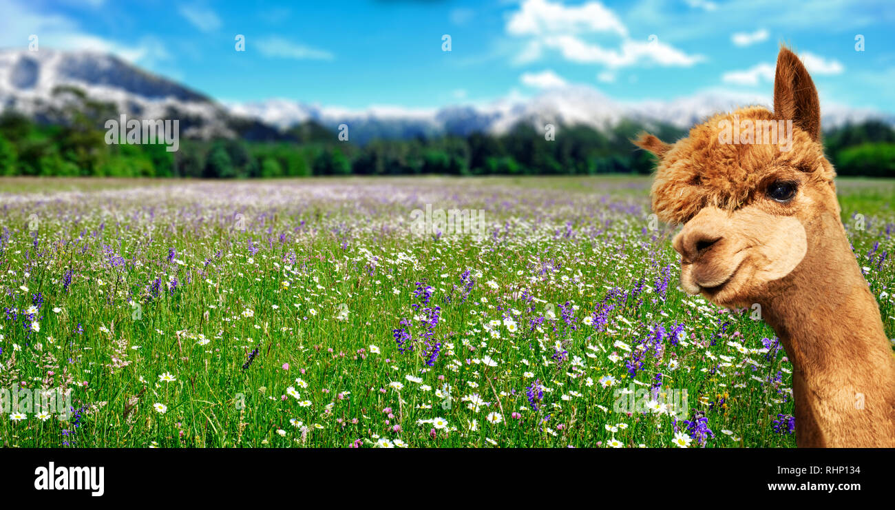 Alpaca Background