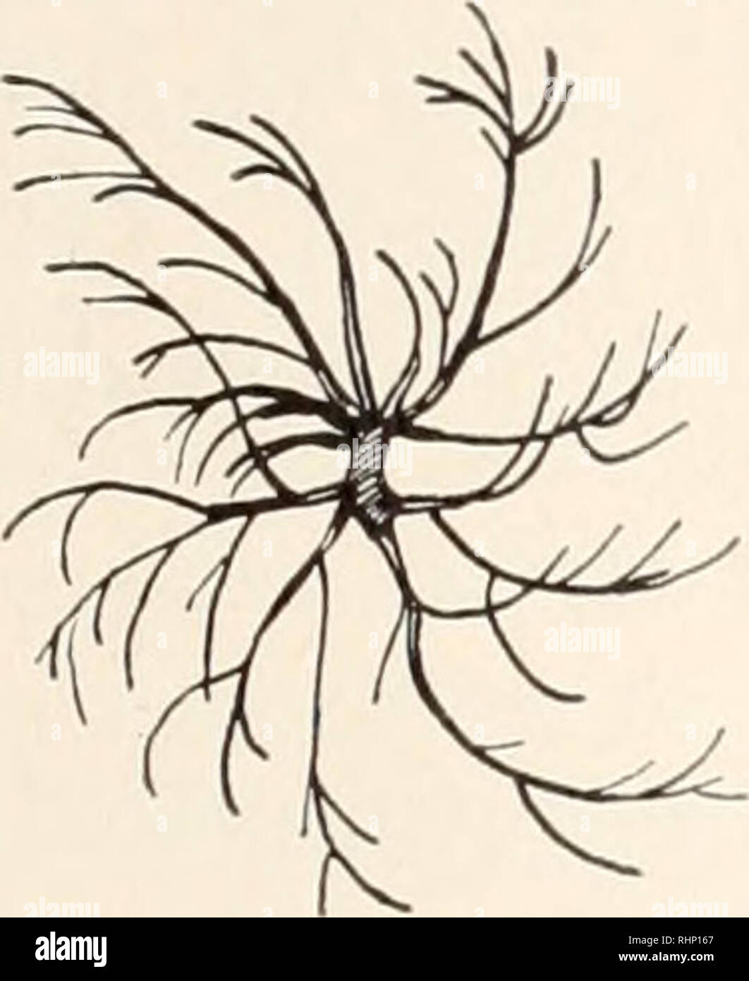 Bacillus mycoides hi-res stock photography and images - Alamy