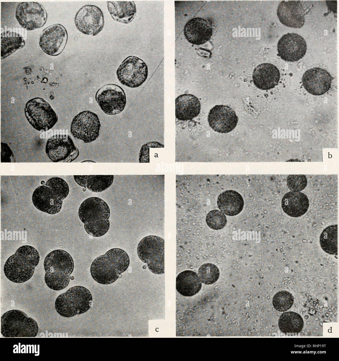 Hypertonic Egg