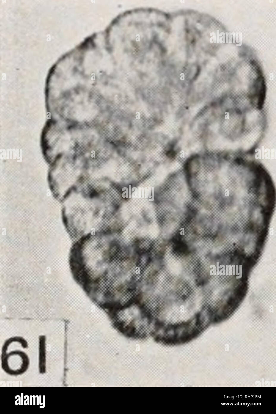 . The Biological bulletin. Biology; Zoology; Biology; Marine Biology ...