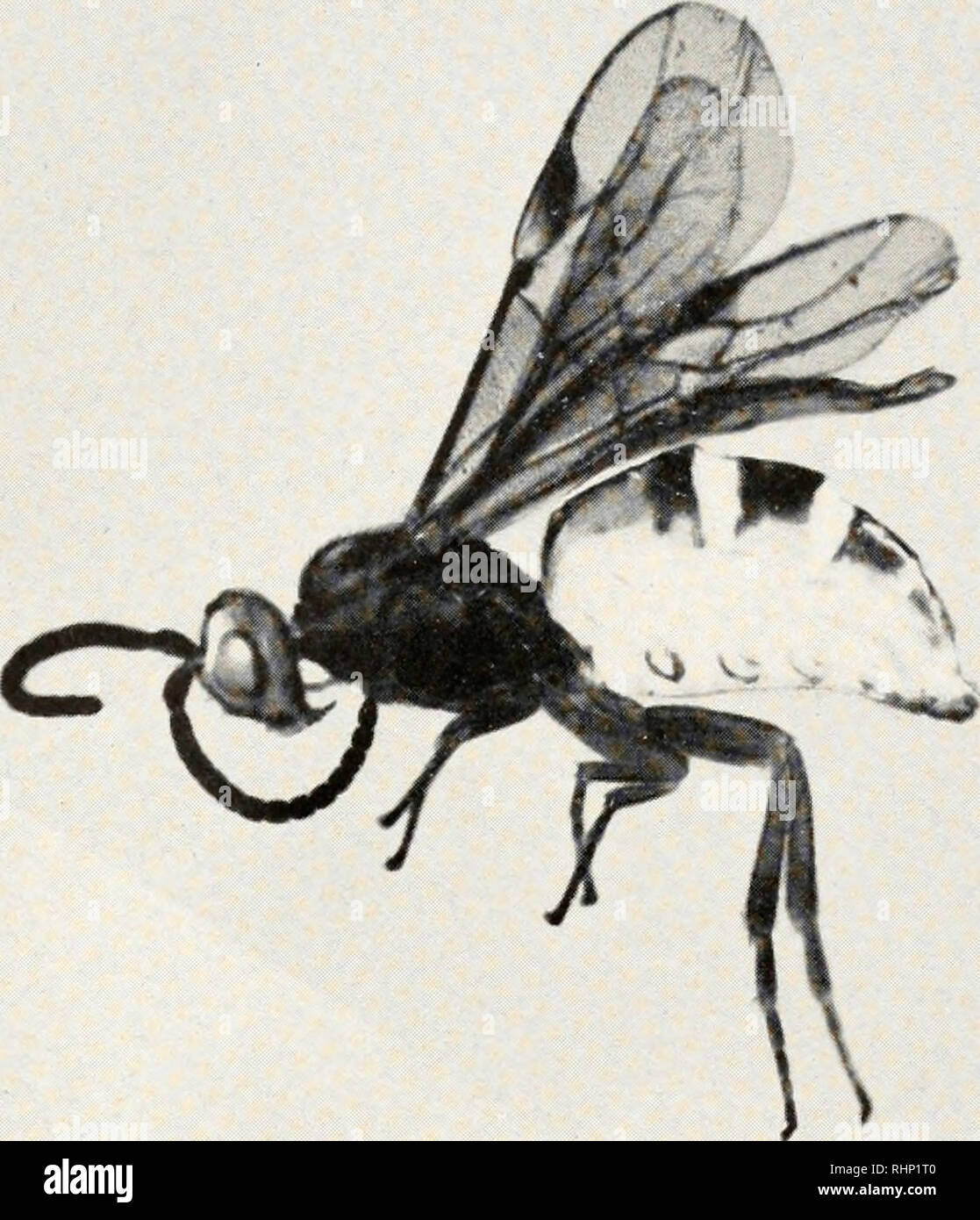 . The Biological bulletin. Biology; Zoology; Biology; Marine Biology ...