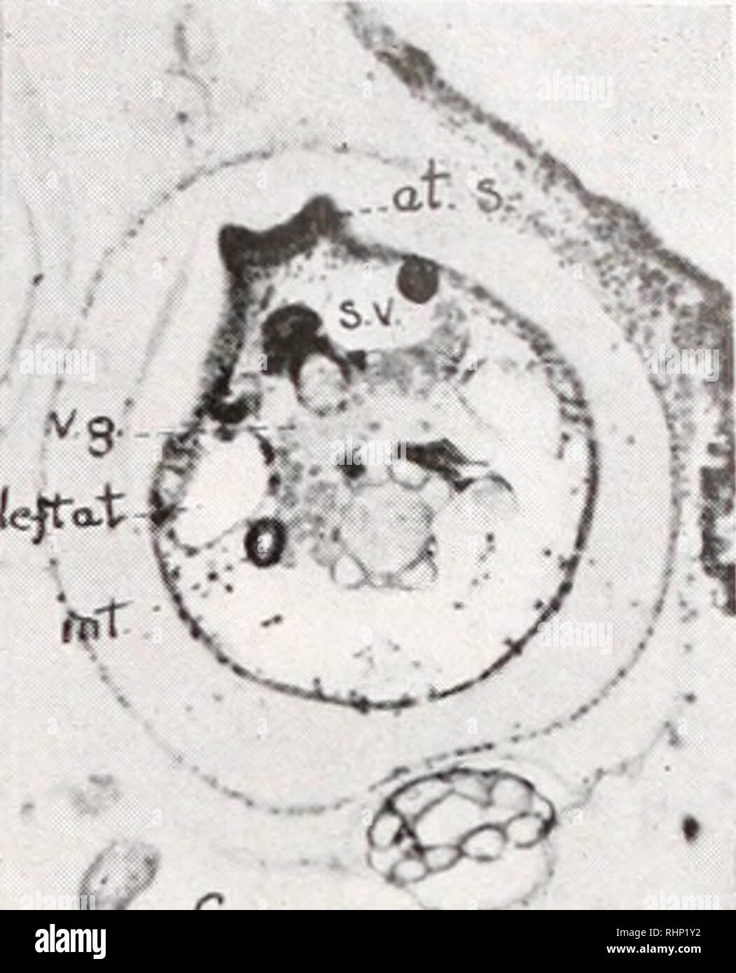 . The Biological bulletin. Biology; Zoology; Biology; Marine Biology ...