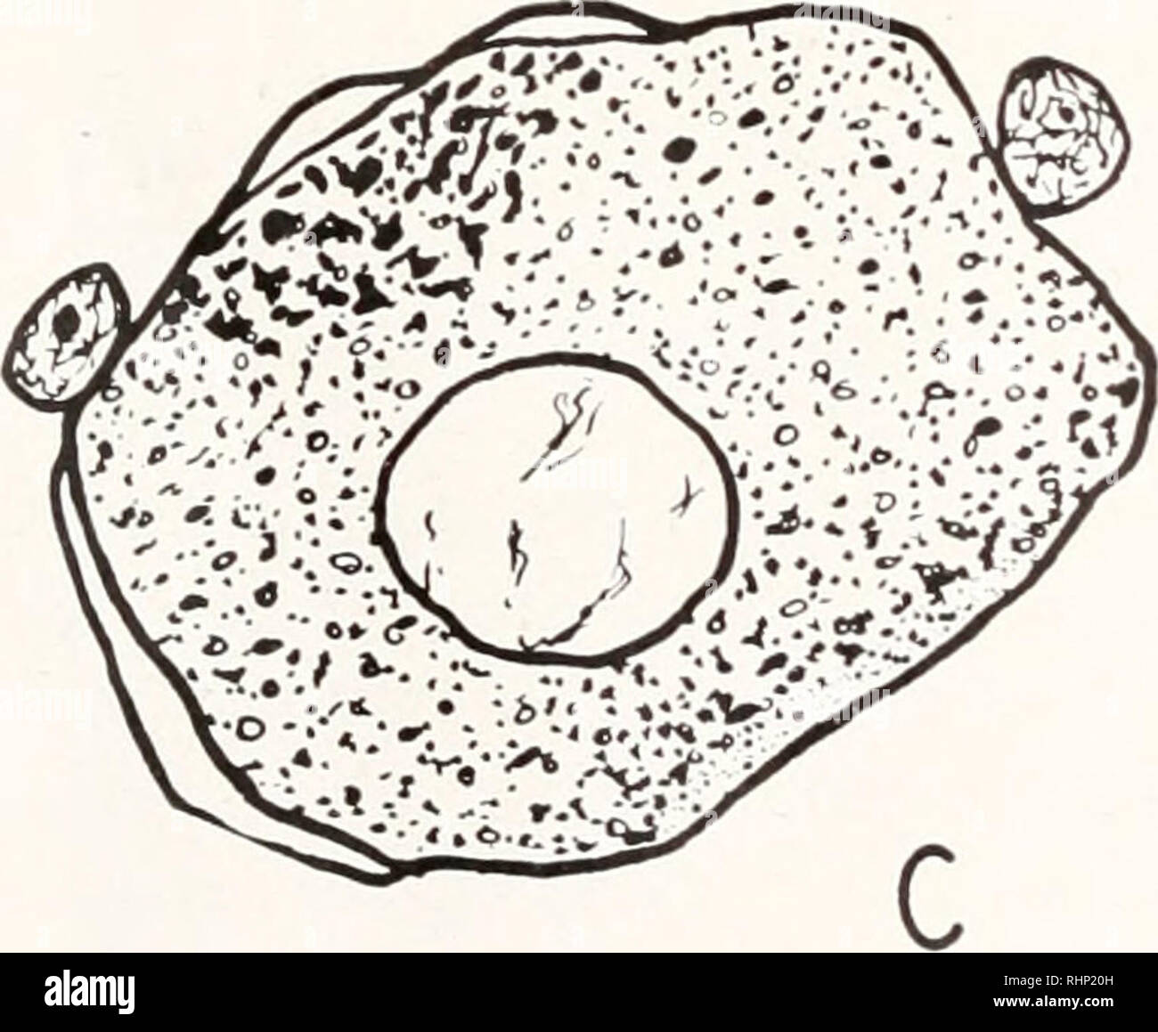 . The Biological bulletin. Biology; Zoology; Biology; Marine Biology ...