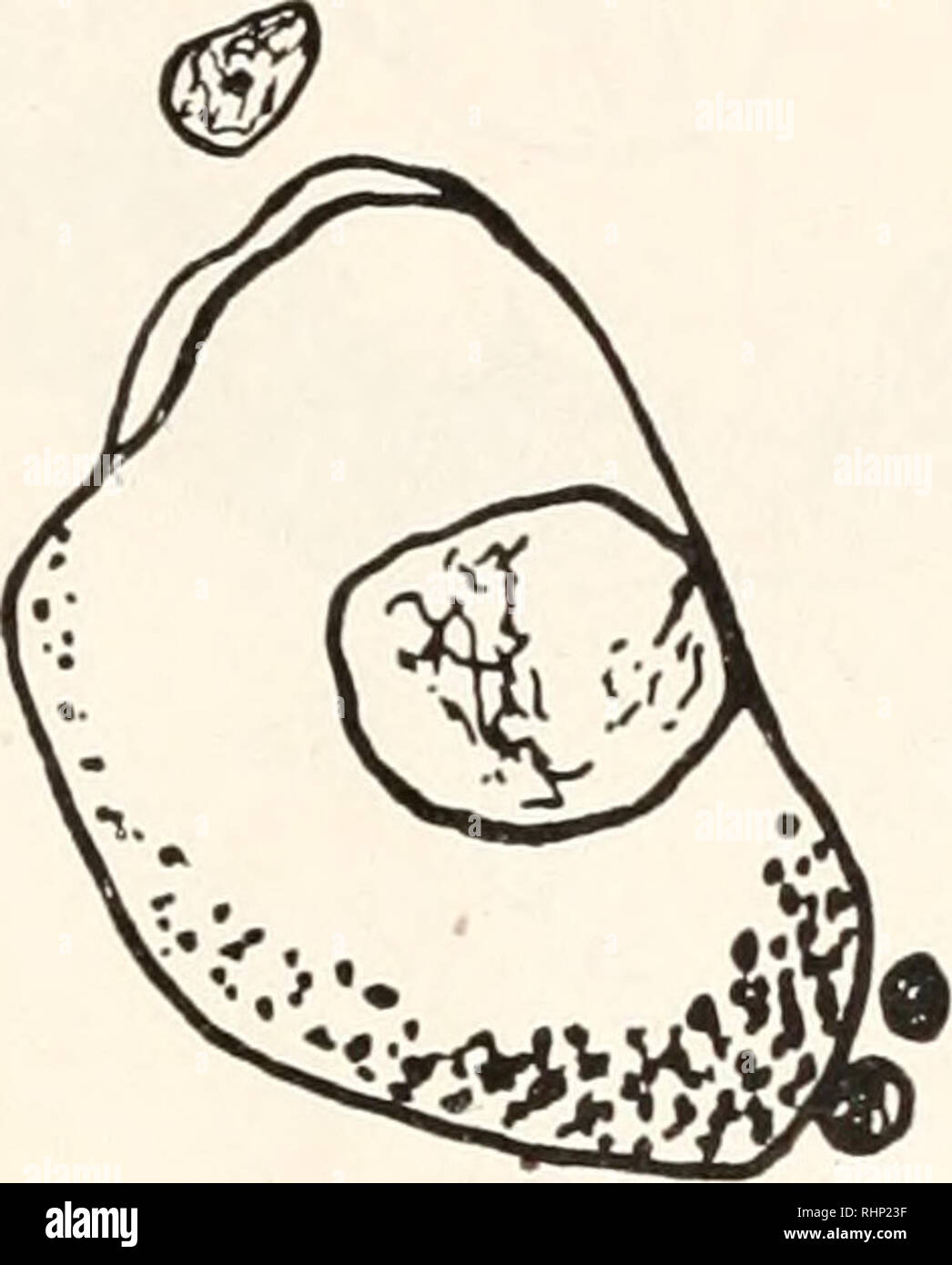 . The Biological bulletin. Biology; Zoology; Biology; Marine Biology ...
