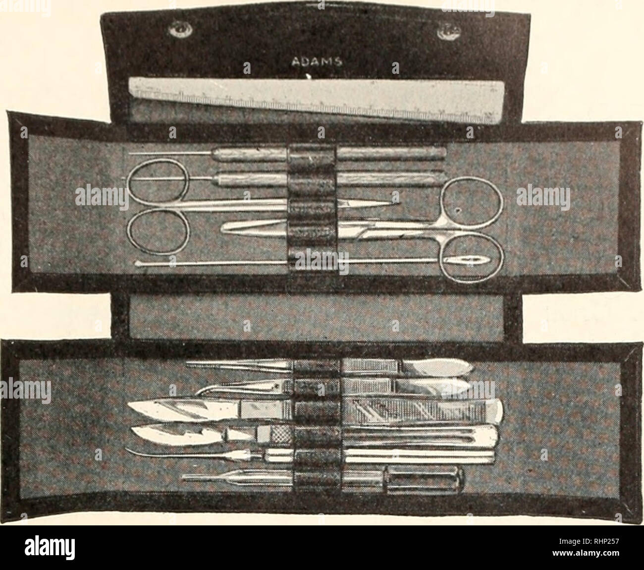 Dissecting insect hi-res stock photography and images - Alamy