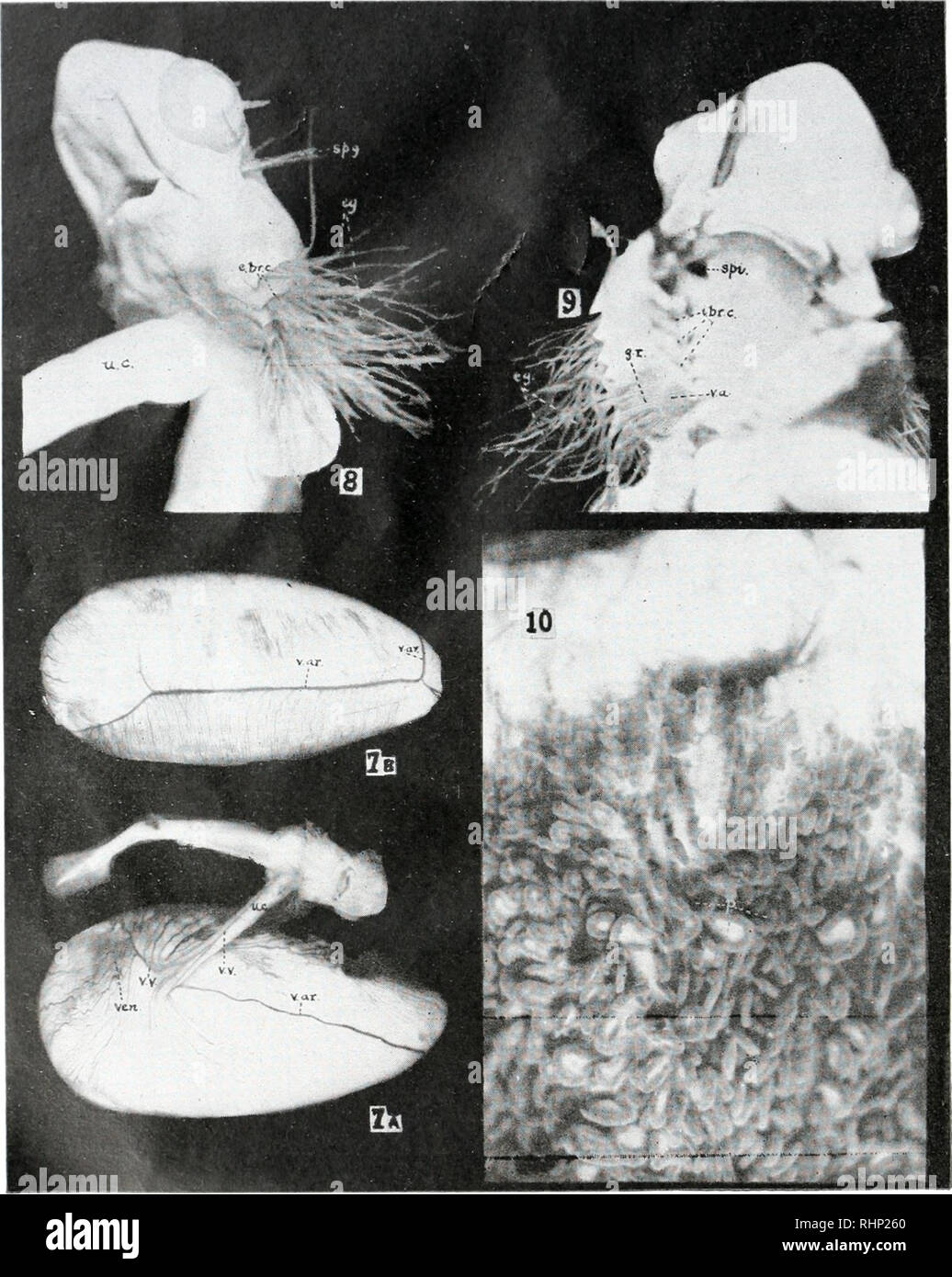 . The Biological bulletin. Biology; Zoology; Biology; Marine Biology ...