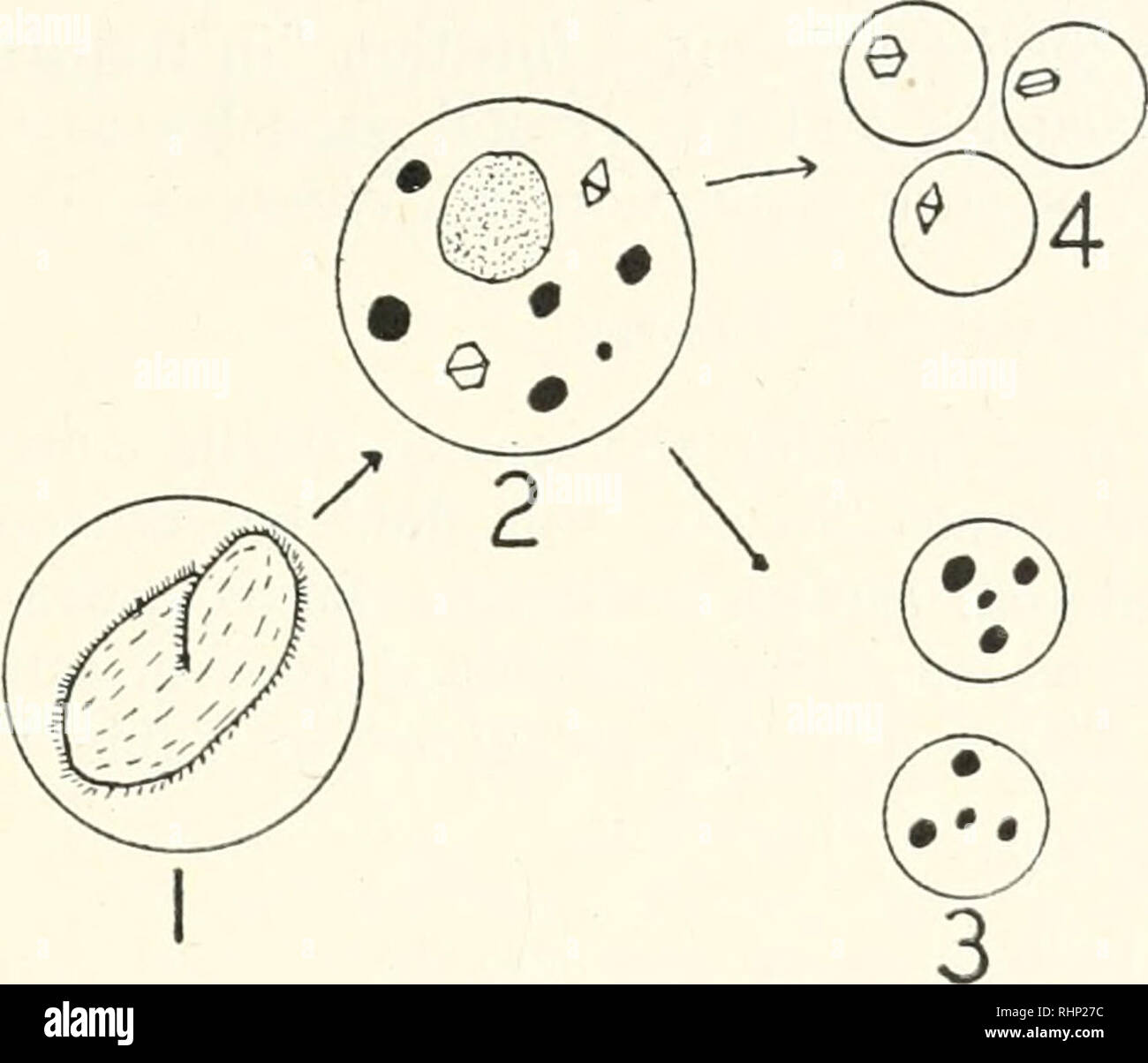 Nonstaining hi-res stock photography and images - Alamy