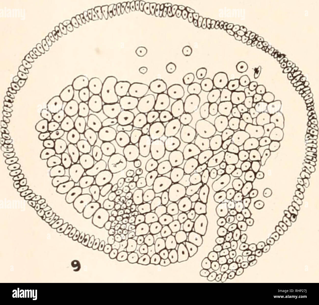 . The Biological bulletin. Biology; Zoology; Biology; Marine Biology ...