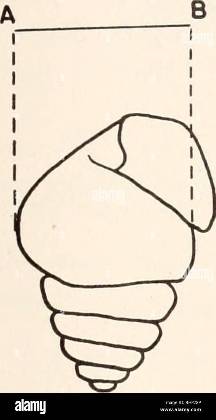 . The Biological bulletin. Biology; Zoology; Biology; Marine Biology ...