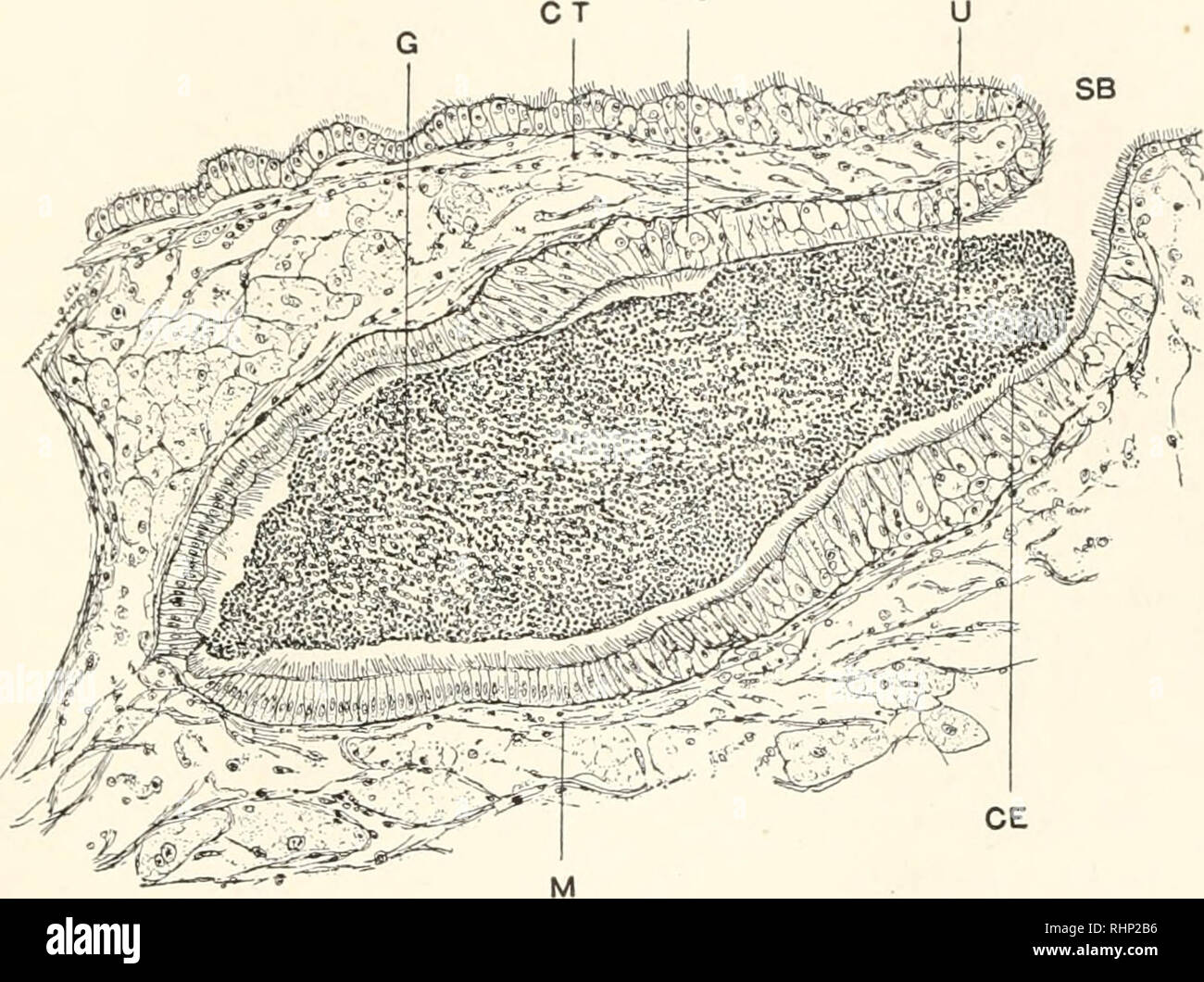Membrane ruffles hi-res stock photography and images - Alamy