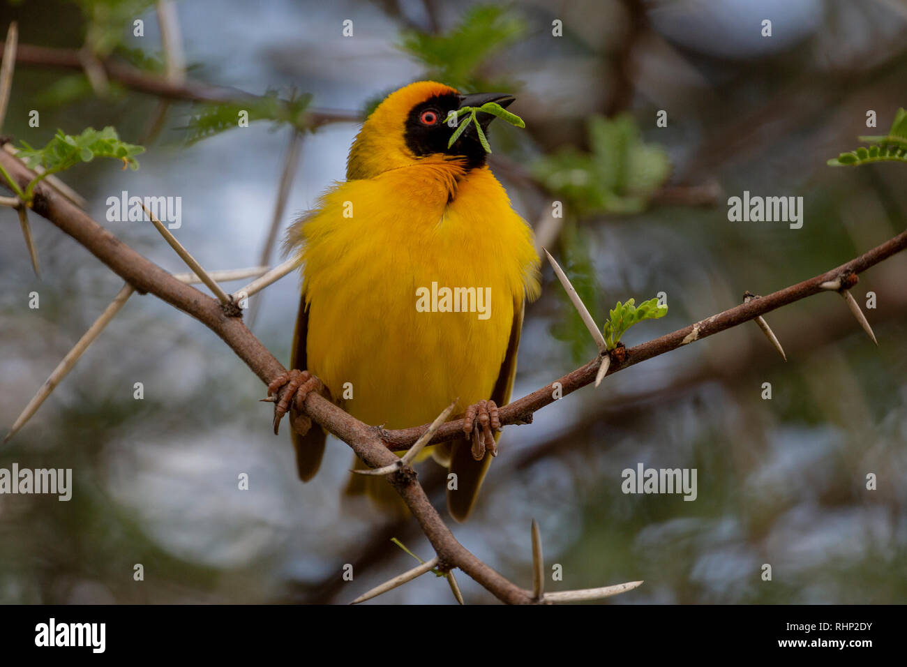 Southern Masked Weaver Bird Namibia Stock Photo - Alamy