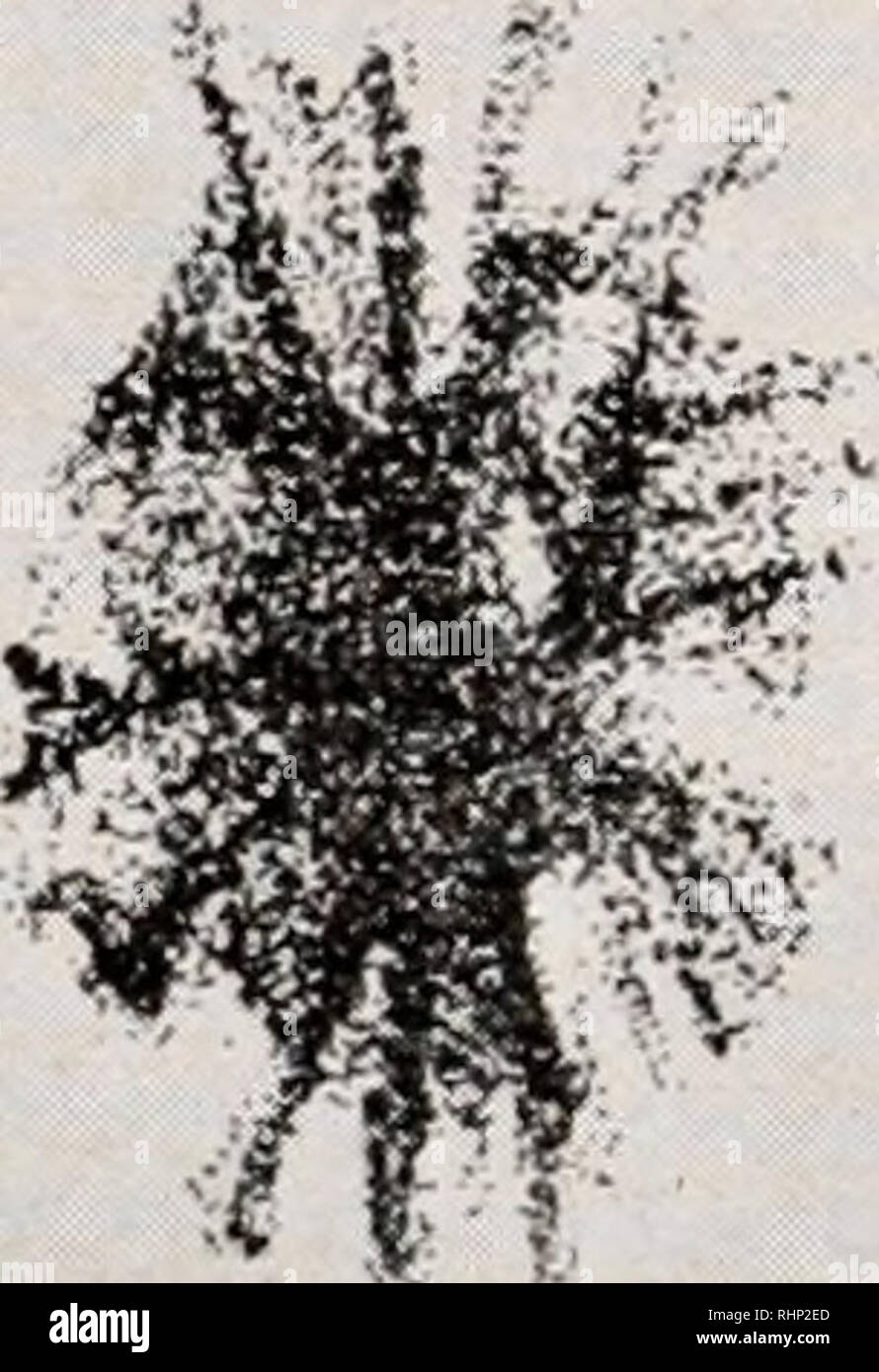 . The Biological bulletin. Biology; Zoology; Biology; Marine Biology ...