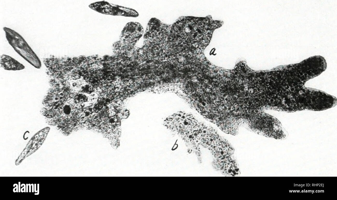 Photomicrograph paramecium hi-res stock photography and images - Alamy