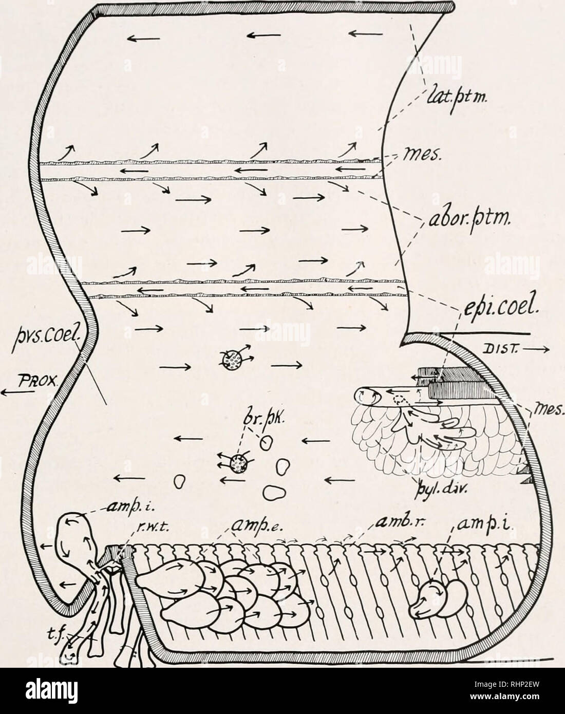 . The Biological bulletin. Biology; Zoology; Biology; Marine Biology ...