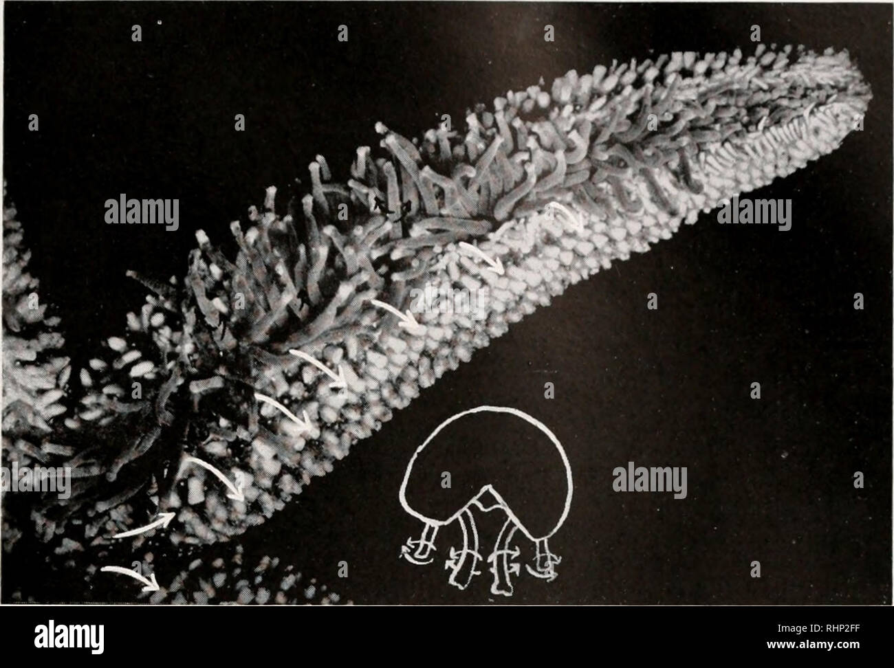 . The Biological bulletin. Biology; Zoology; Biology; Marine Biology ...