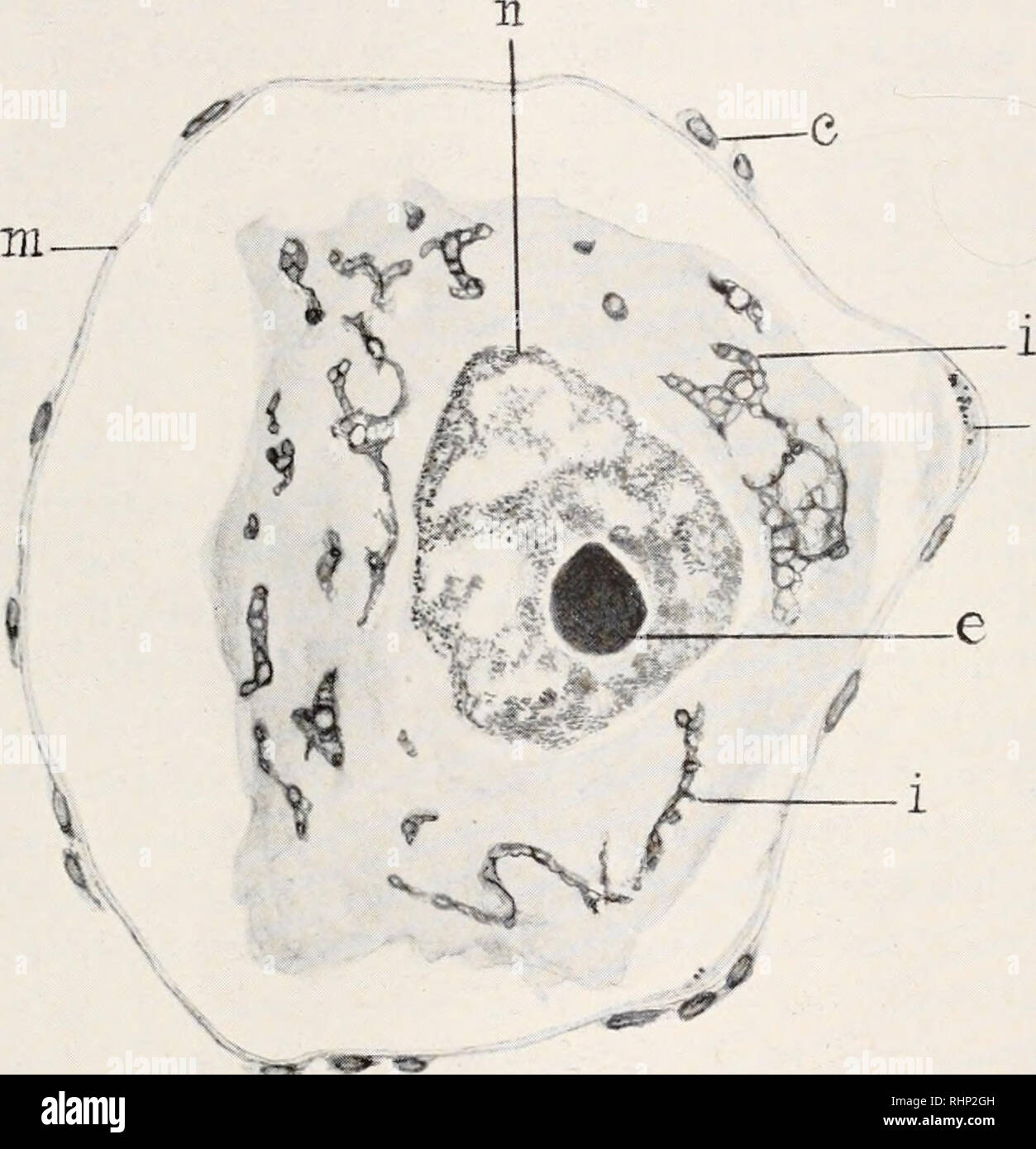 . The Biological bulletin. Biology; Zoology; Biology; Marine Biology ...