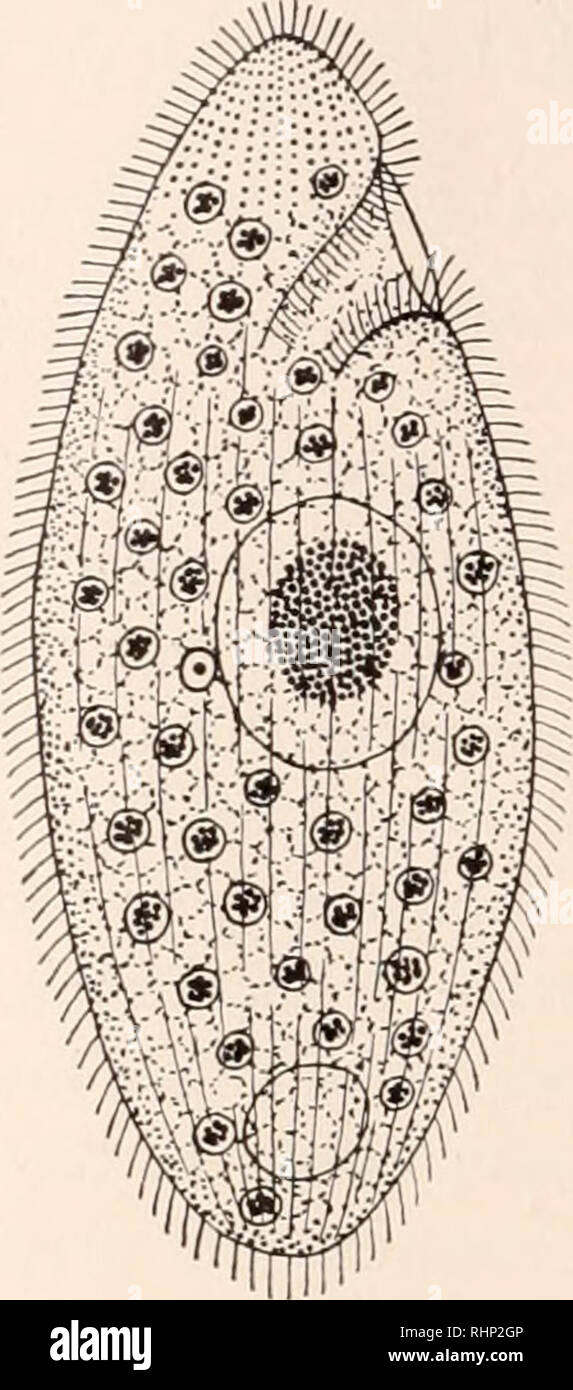 Basal bodies hi-res stock photography and images - Alamy