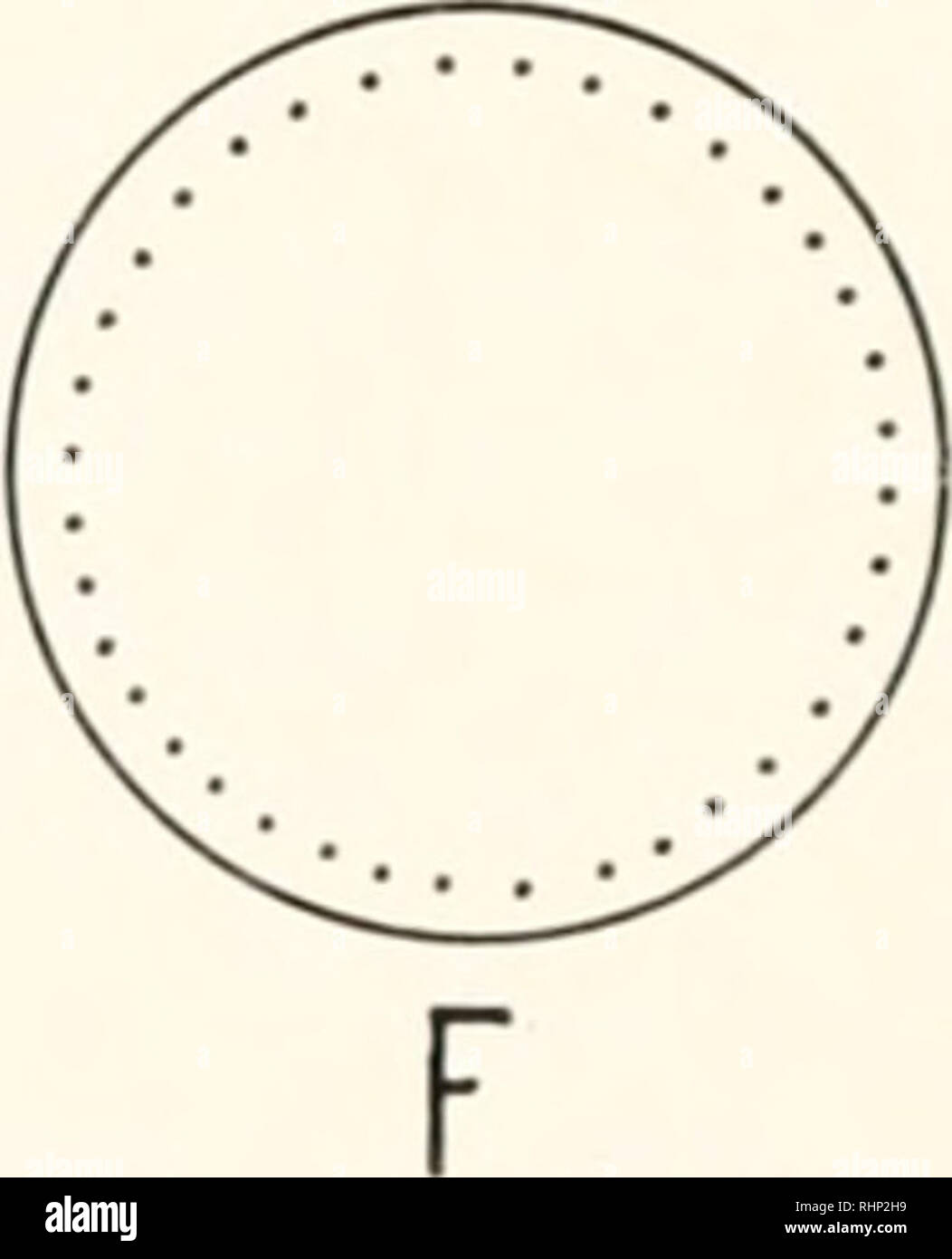 . The Biological bulletin. Biology; Zoology; Biology; Marine Biology. l ...