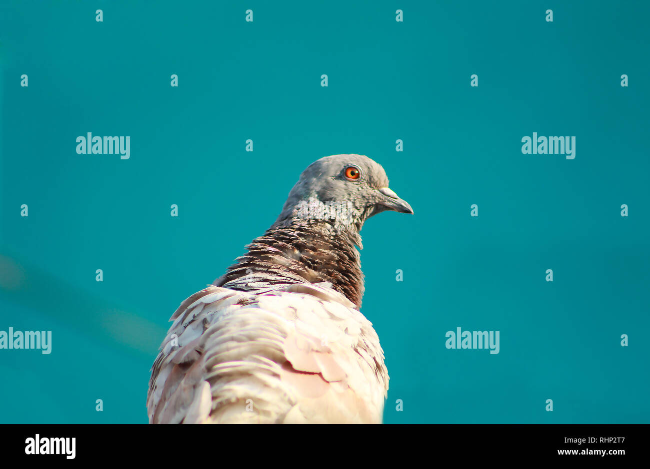 Pegion love hi-res stock photography and images - Alamy
