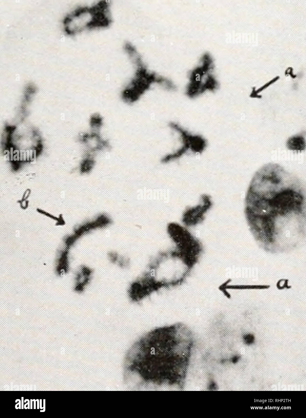 . The Biological bulletin. Biology; Zoology; Biology; Marine Biology ...