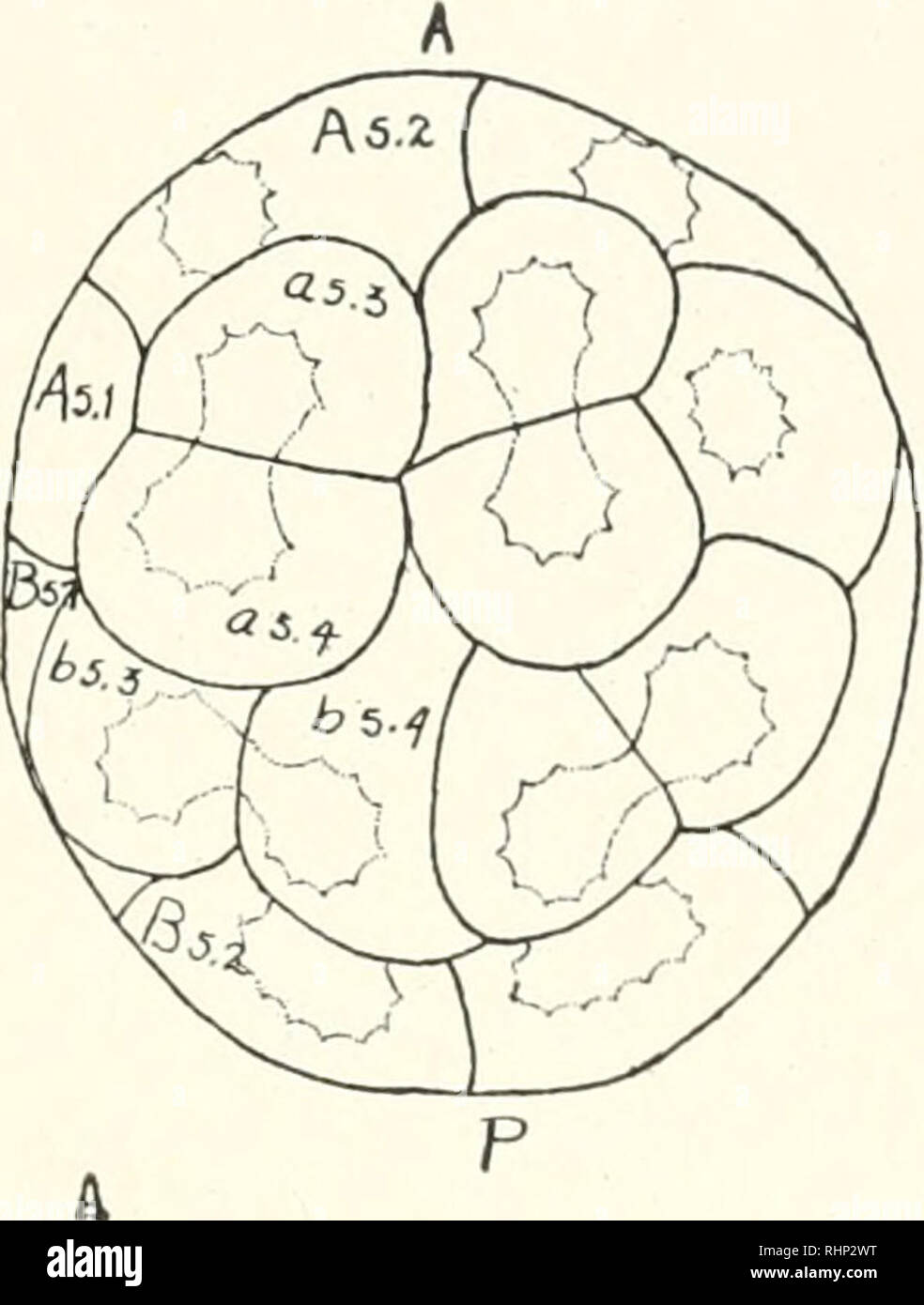 Mesodermal Cells High Resolution Stock Photography and Images - Alamy