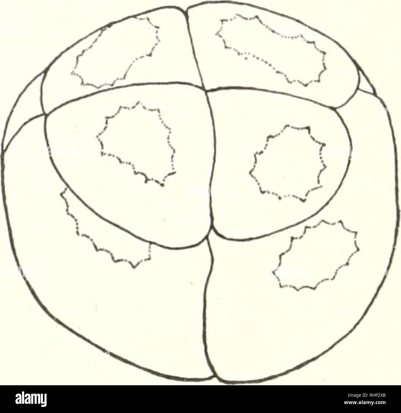 . The Biological bulletin. Biology; Zoology; Biology; Marine Biology. B ...