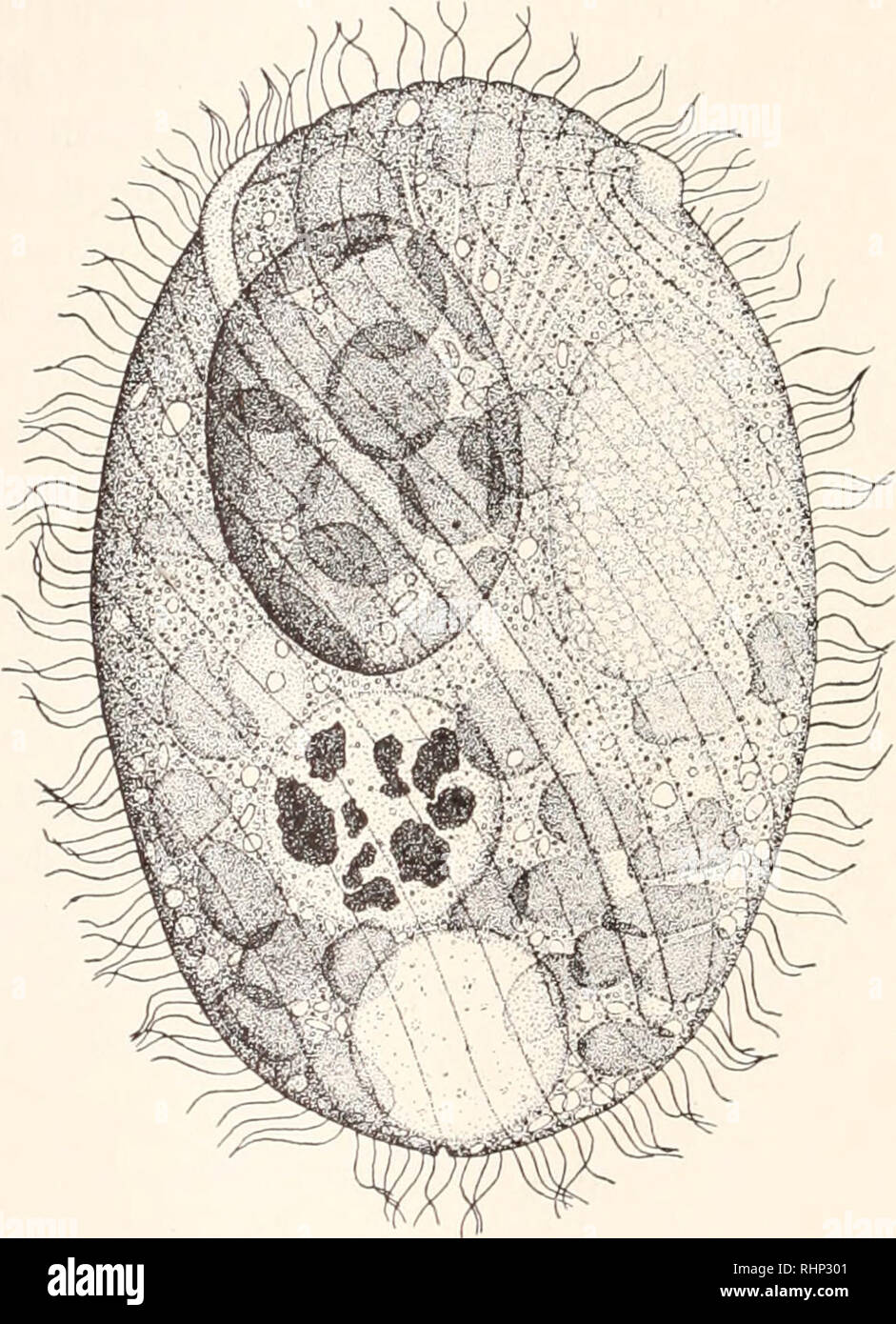 Marine Ciliate