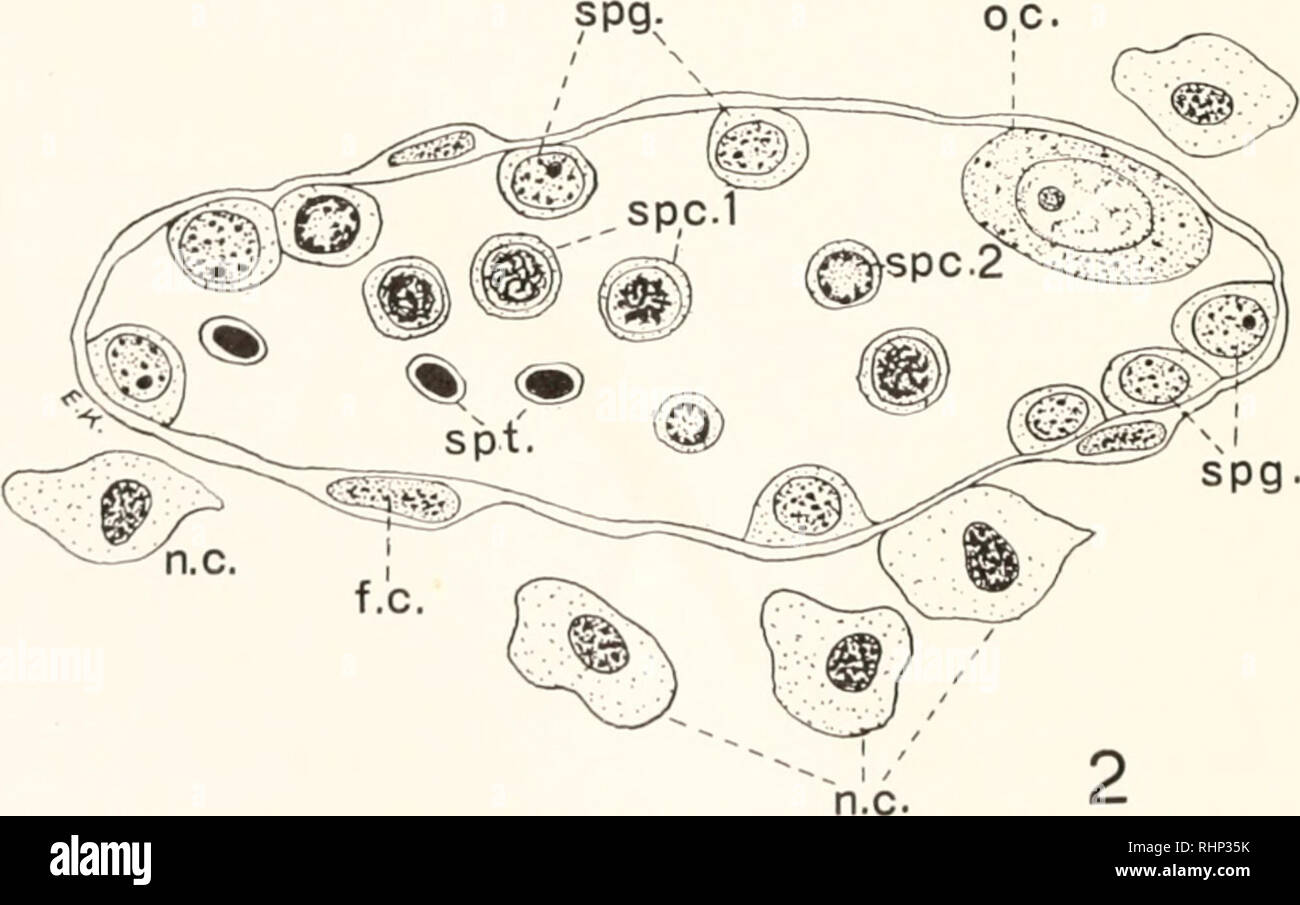 Ovocyte hi-res stock photography and images - Alamy