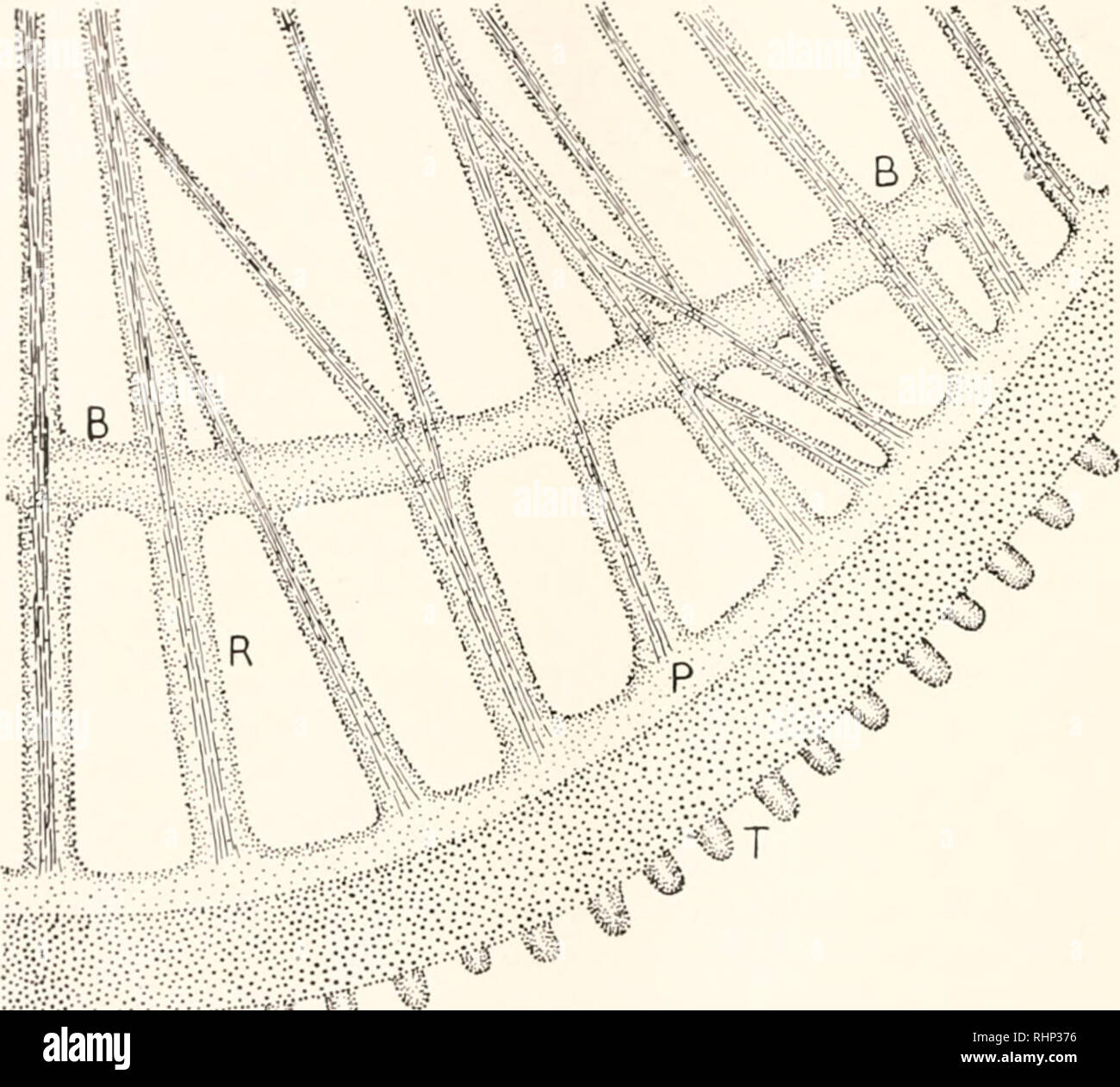 . The Biological bulletin. Biology; Zoology; Biology; Marine Biology ...