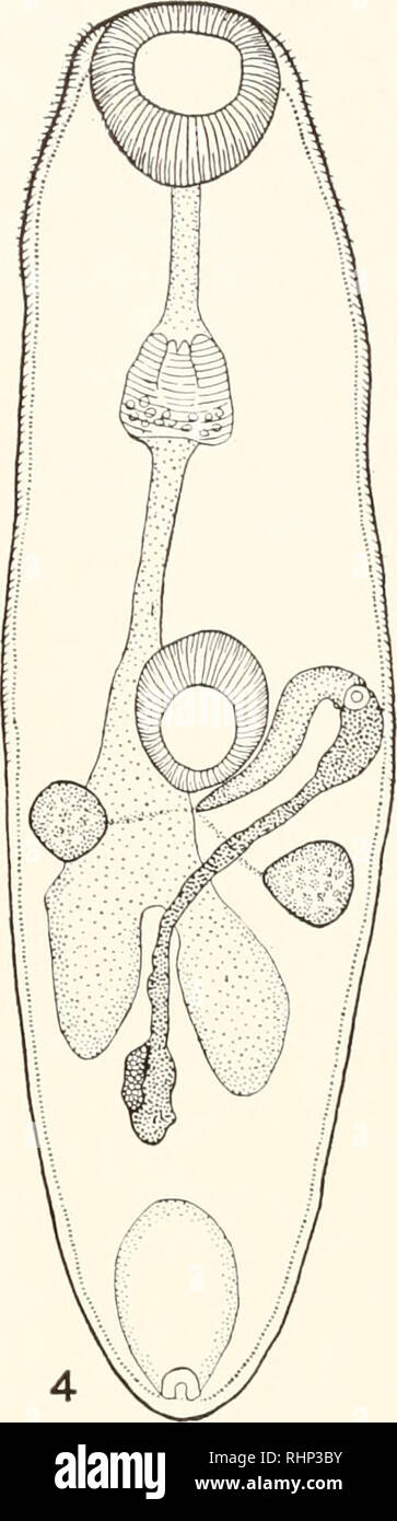 Metacercaria hi-res stock photography and images - Alamy
