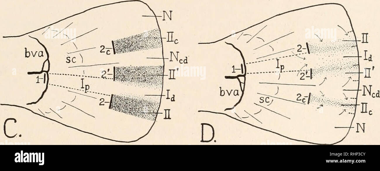 Transverse Incisions High Resolution Stock Photography and Images - Alamy