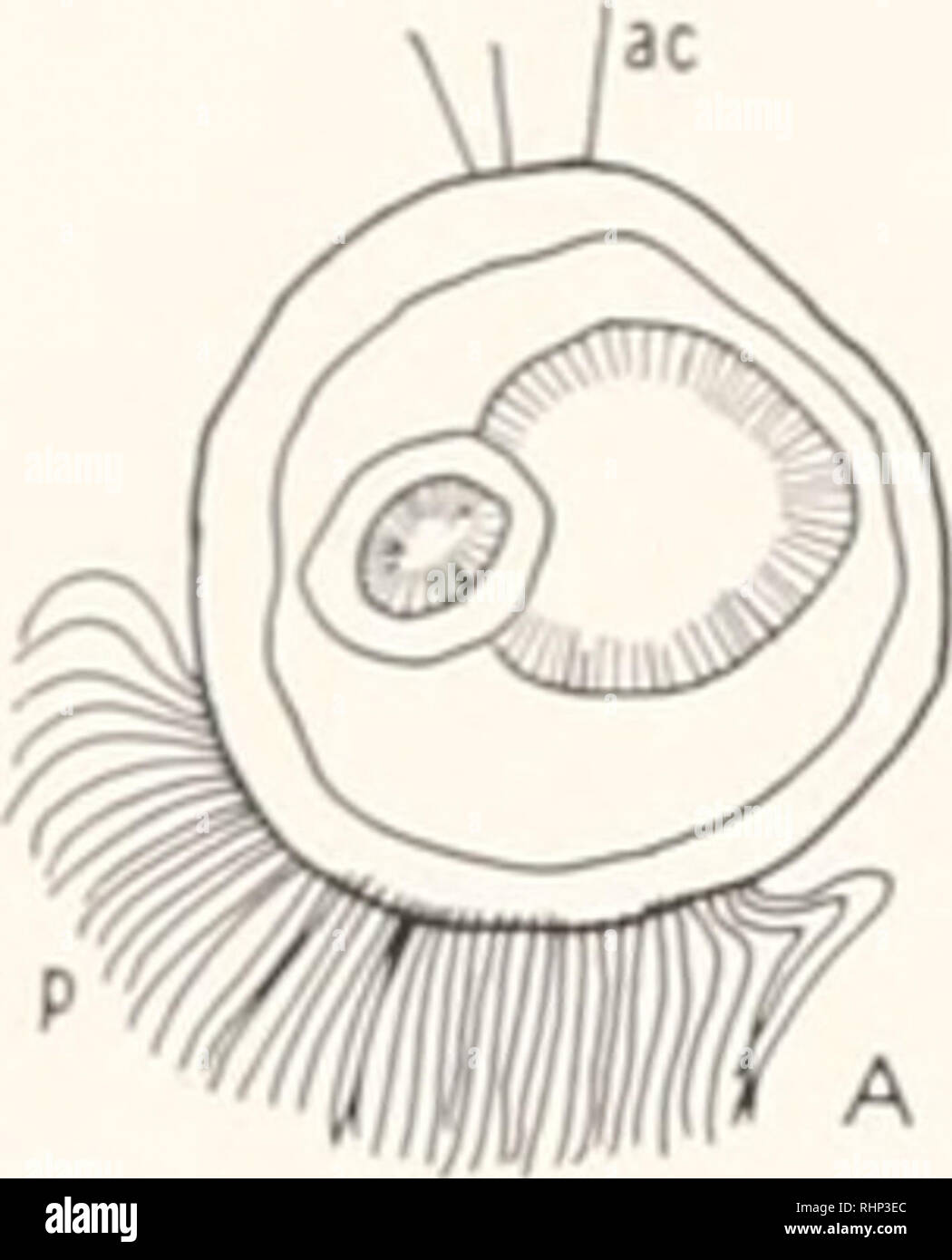 . The Biological bulletin. Biology; Zoology; Biology; Marine Biology ...