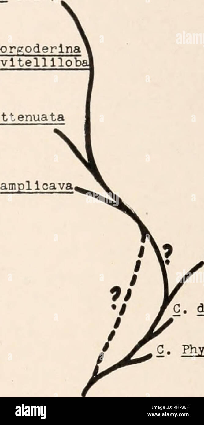 Metacercaria hi-res stock photography and images - Alamy