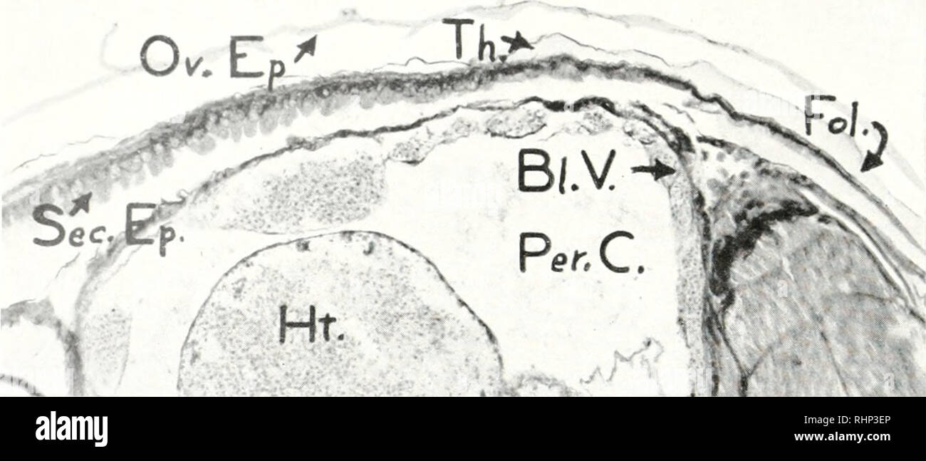 . The Biological bulletin. Biology; Zoology; Biology; Marine Biology ...