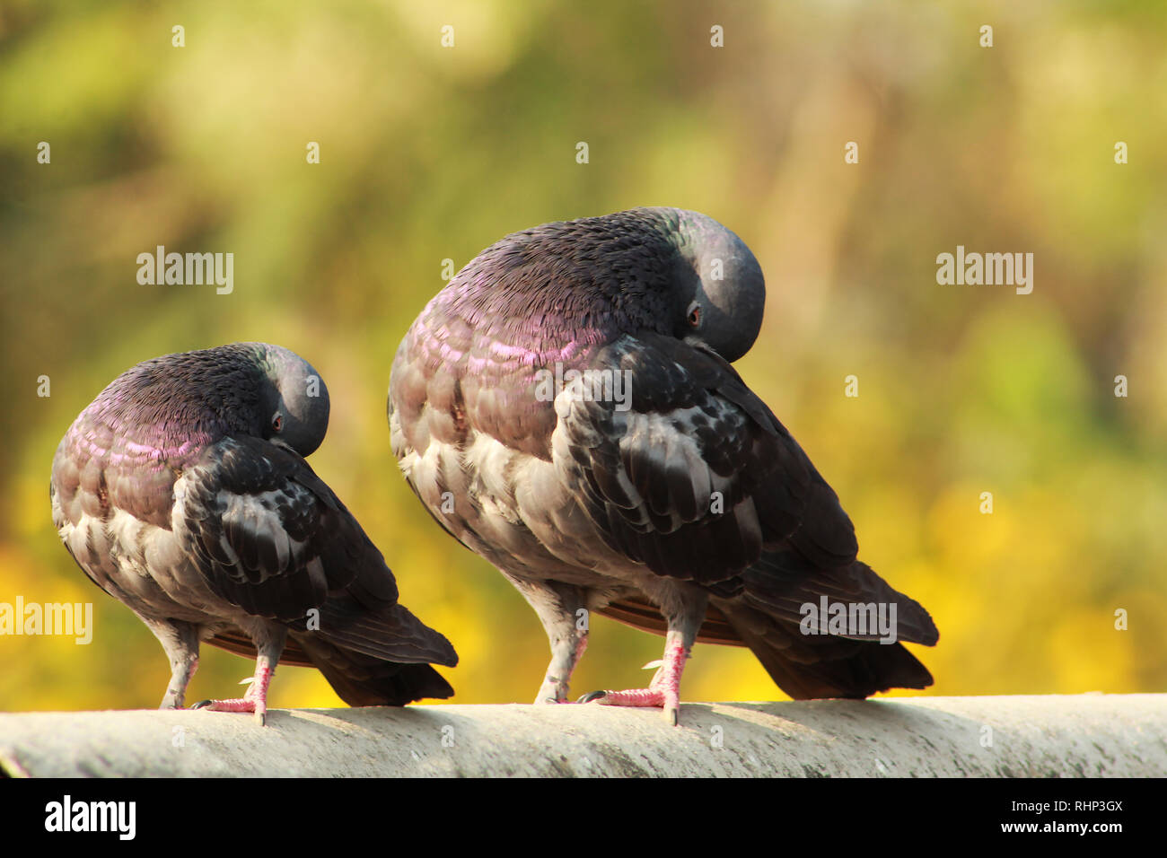 Pegion love hi-res stock photography and images - Alamy