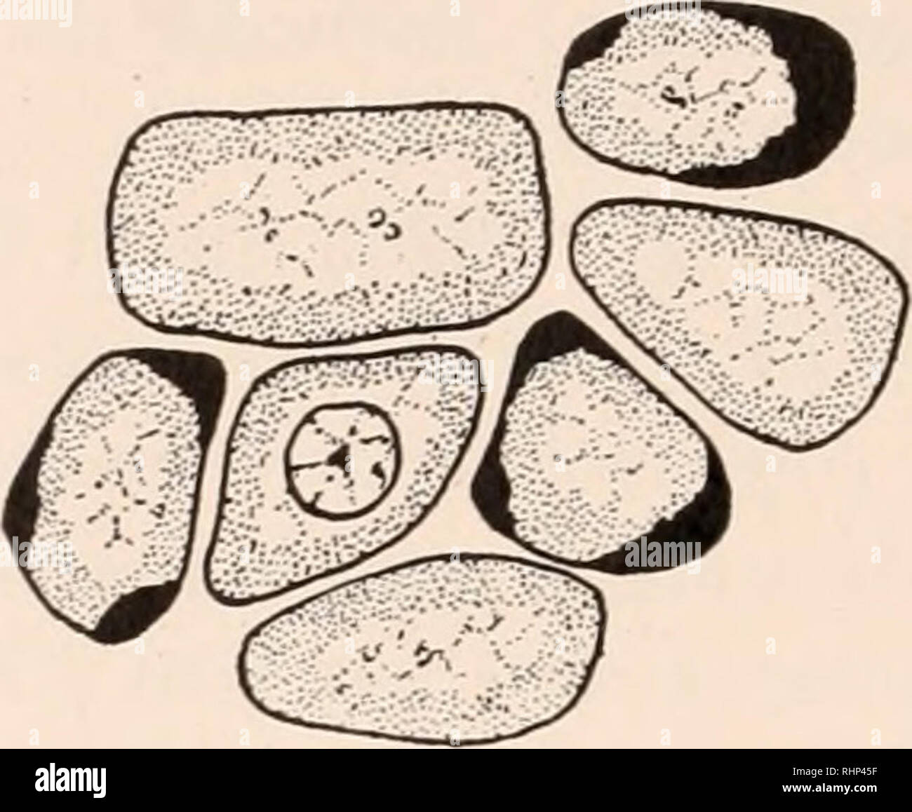 . The Biological bulletin. Biology; Zoology; Biology; Marine Biology ...