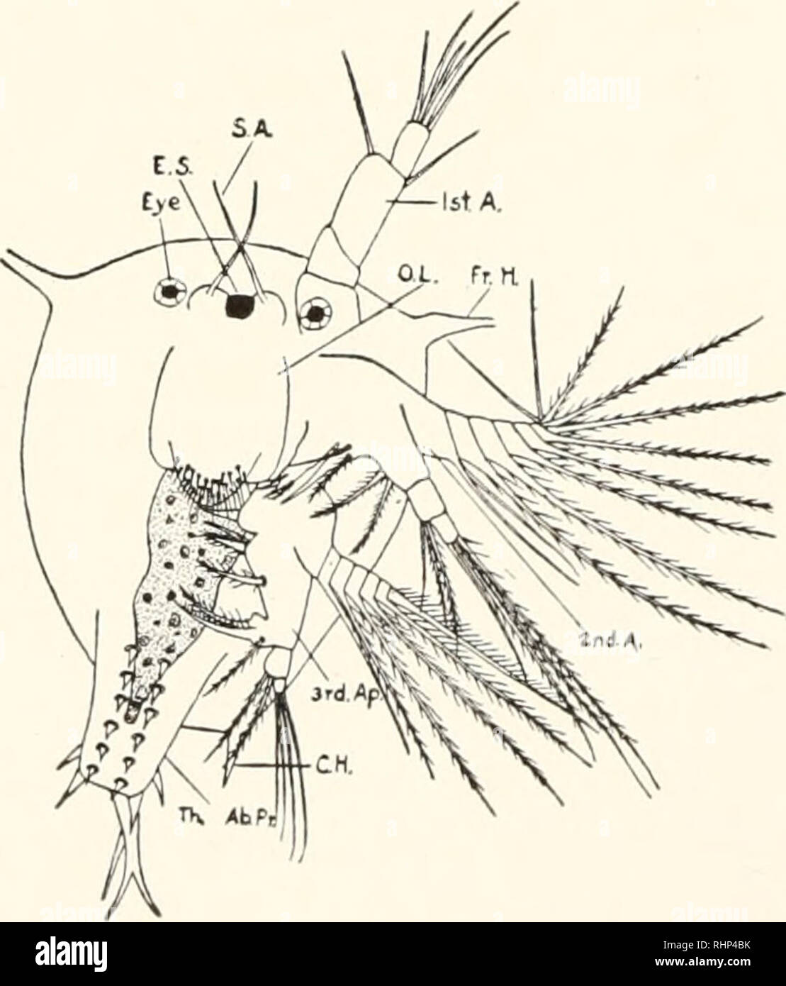 Sensory appendage hi-res stock photography and images - Alamy