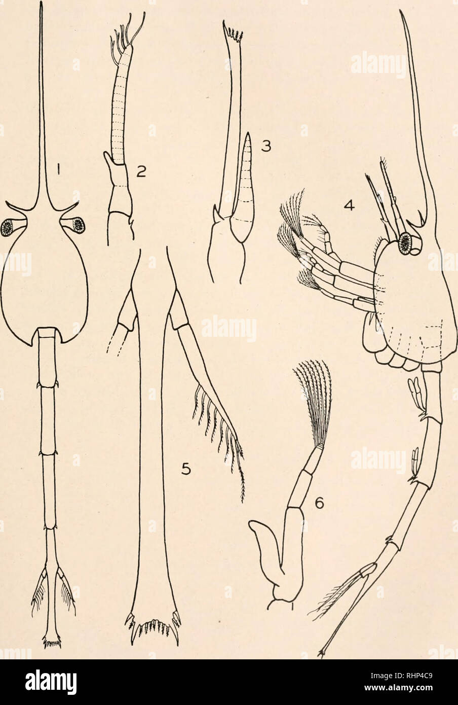 . The Biological bulletin. Biology; Zoology; Biology; Marine Biology ...
