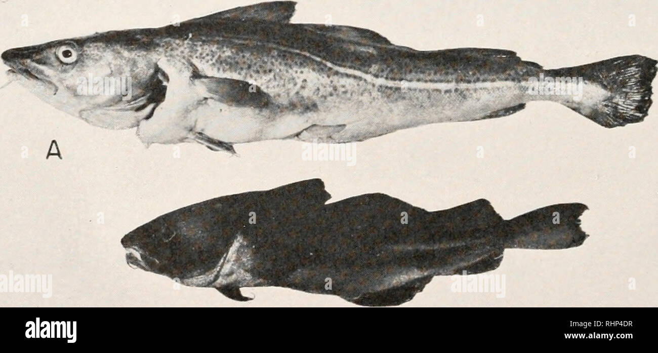 Azan stain hi-res stock photography and images - Alamy