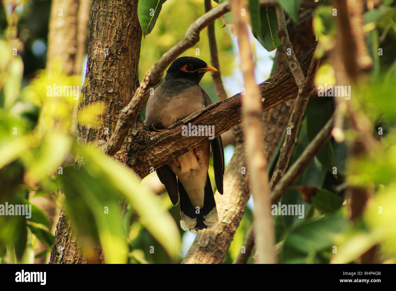 small bird sitting in a mango tree in a rural area Stock Photo - Alamy