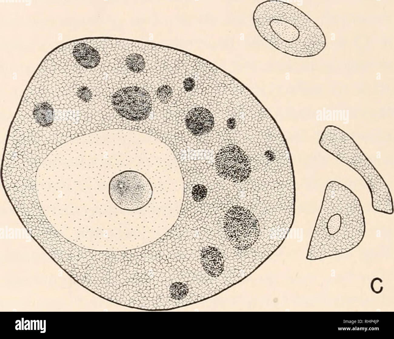 Ovocyte hi-res stock photography and images - Alamy