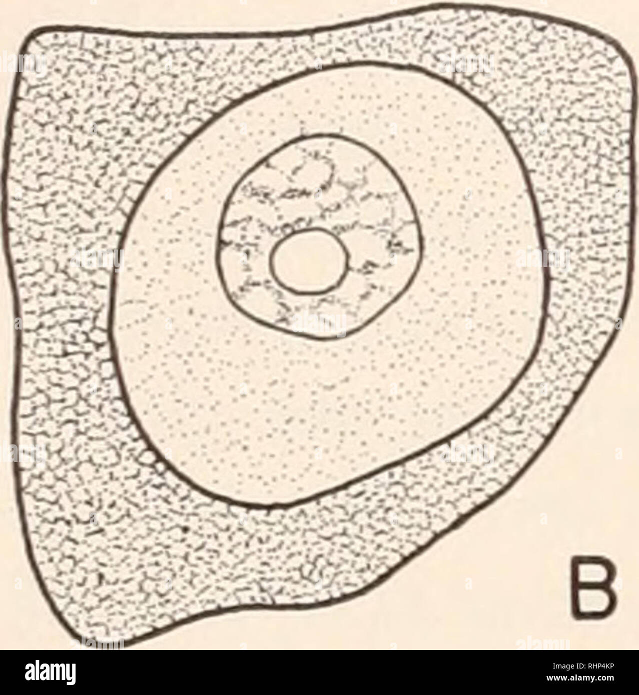 Miotic division hi-res stock photography and images - Alamy