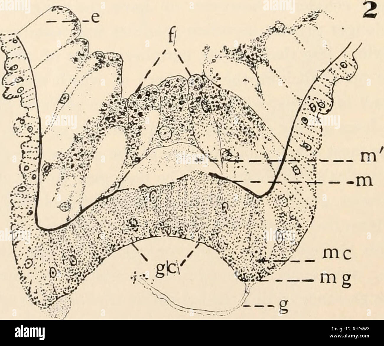 Metabolic wastes hi-res stock photography and images - Alamy