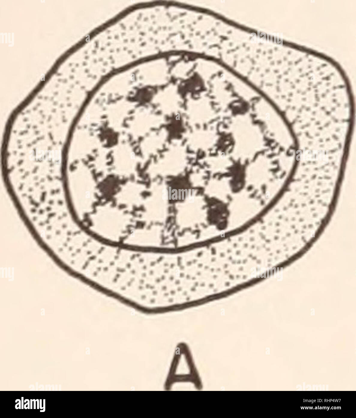 . The Biological bulletin. Biology; Zoology; Biology; Marine Biology ...