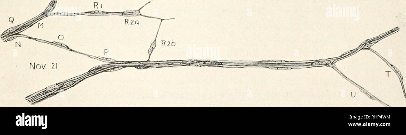 . The Biological bulletin. Biology; Zoology; Biology; Marine Biology ...