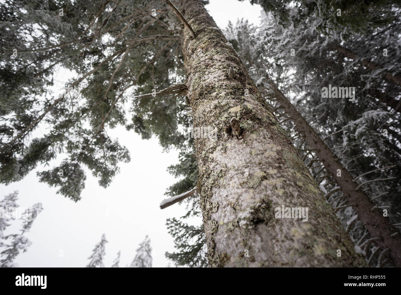 Pines under snow in hi-res stock photography and images - Alamy