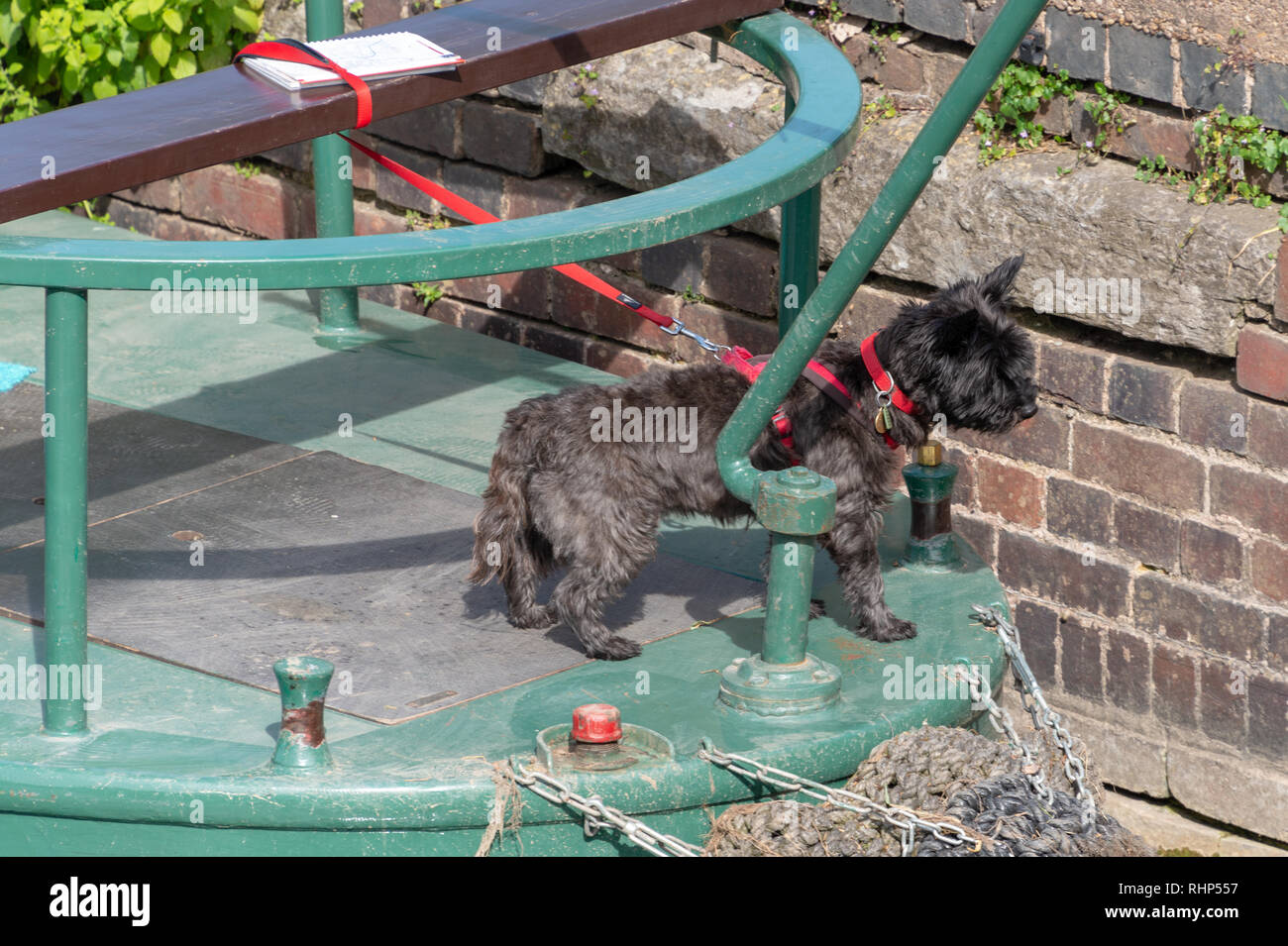 cute black scottie dog stood on rear of canal boat Stock Photo - Alamy